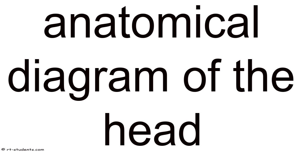Anatomical Diagram Of The Head