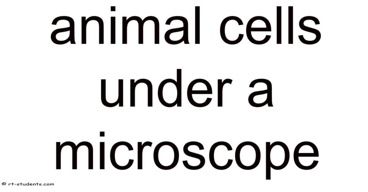 Animal Cells Under A Microscope