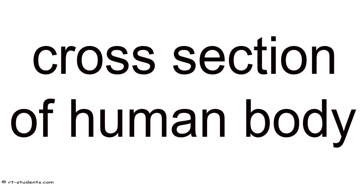 Cross Section Of Human Body