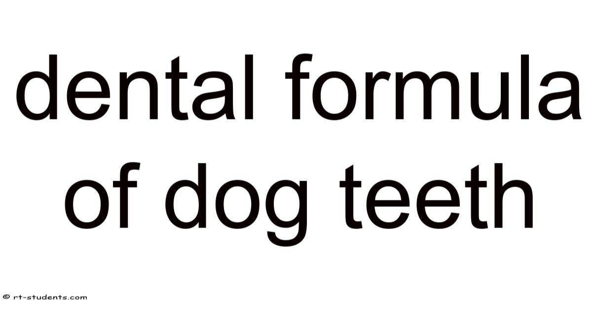 Dental Formula Of Dog Teeth