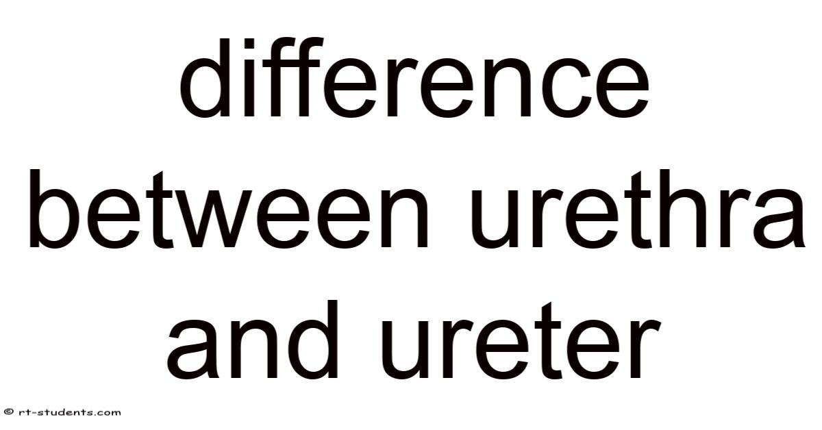 Difference Between Urethra And Ureter