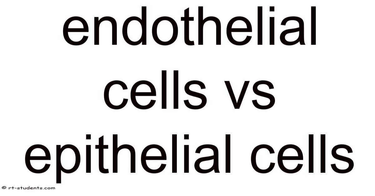 Endothelial Cells Vs Epithelial Cells