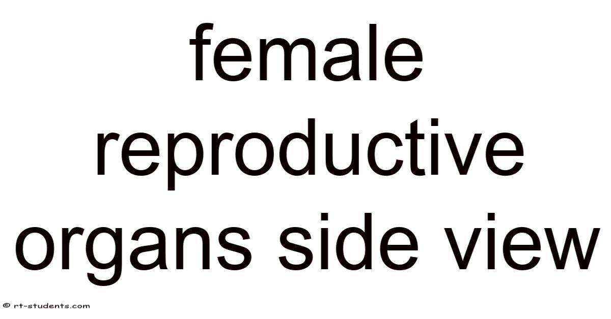 Female Reproductive Organs Side View