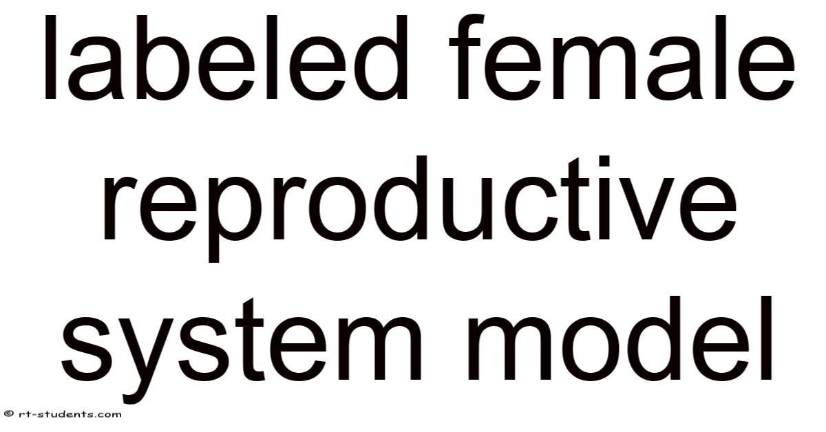 Labeled Female Reproductive System Model