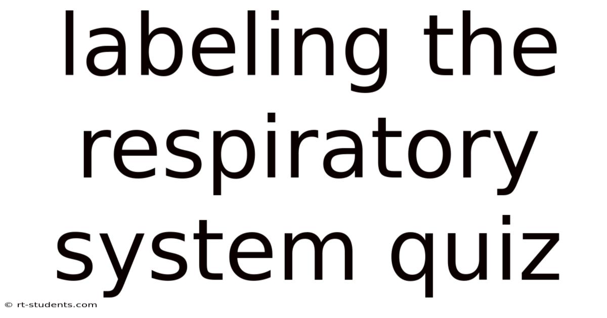 Labeling The Respiratory System Quiz