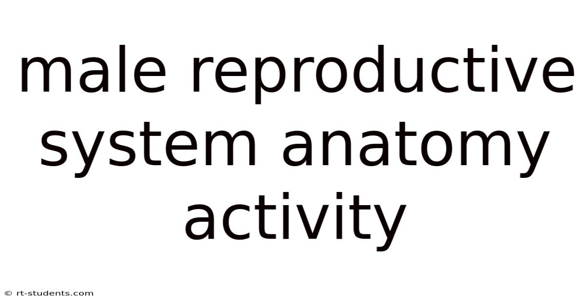 Male Reproductive System Anatomy Activity