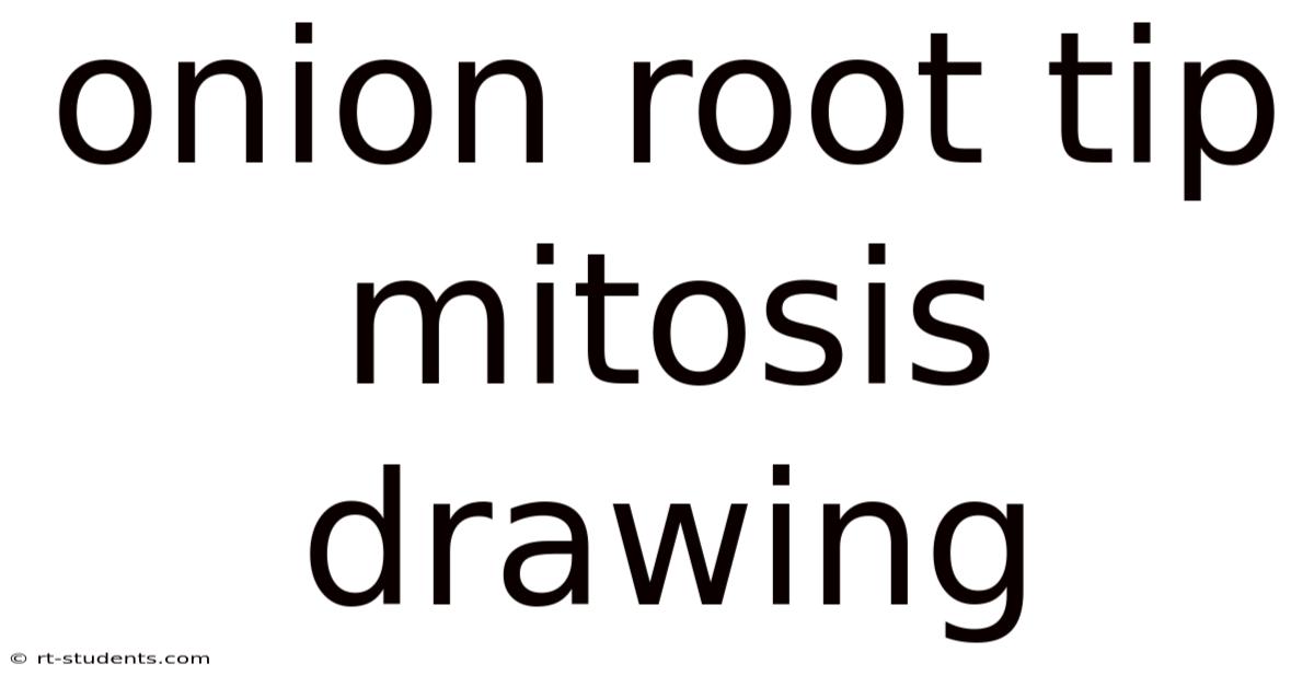 Onion Root Tip Mitosis Drawing