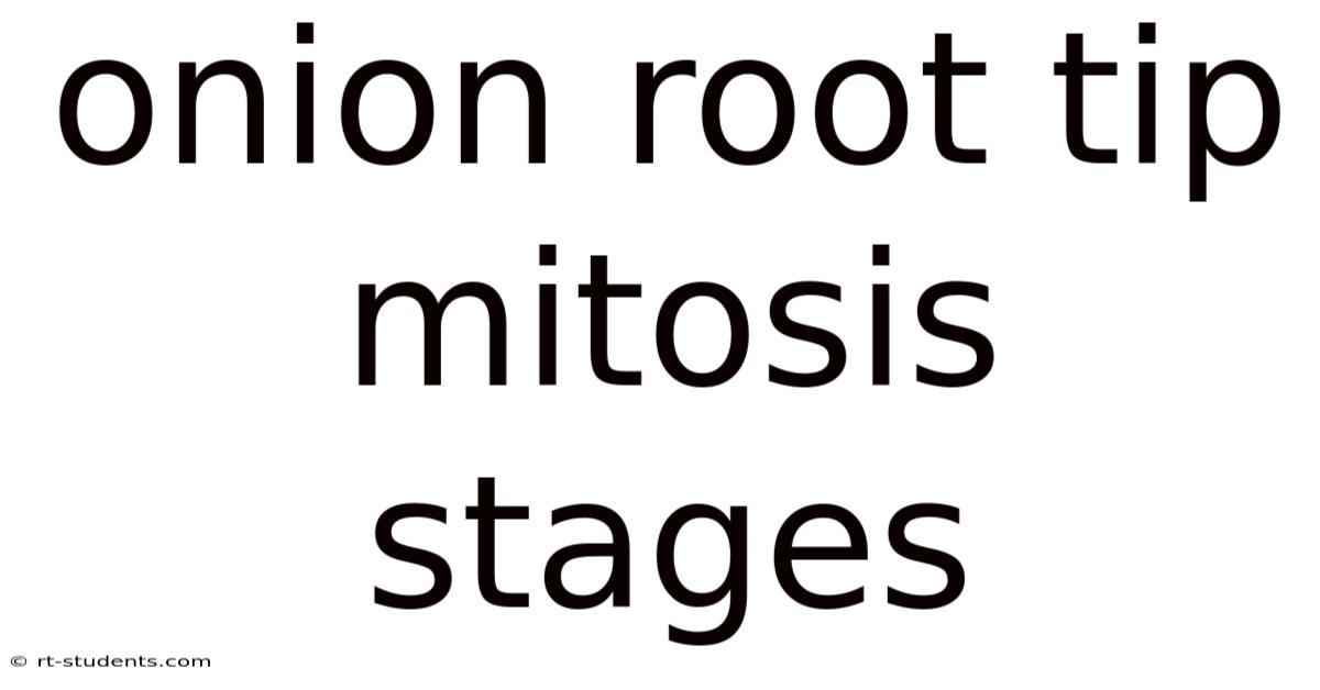 Onion Root Tip Mitosis Stages