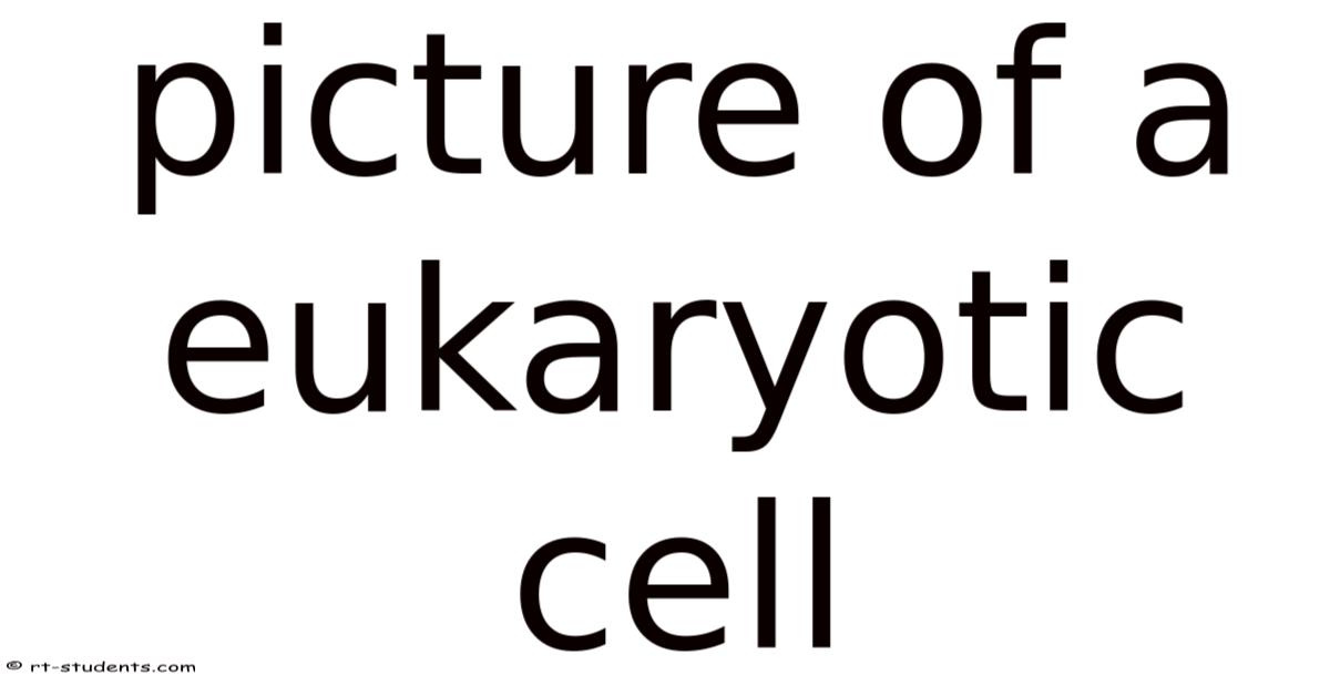 Picture Of A Eukaryotic Cell 5083