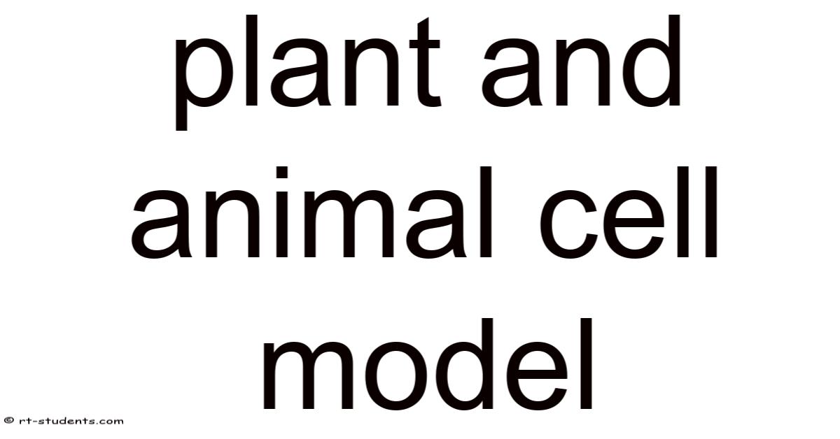 Plant And Animal Cell Model