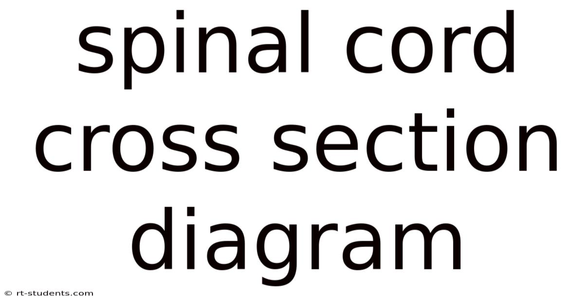 Spinal Cord Cross Section Diagram