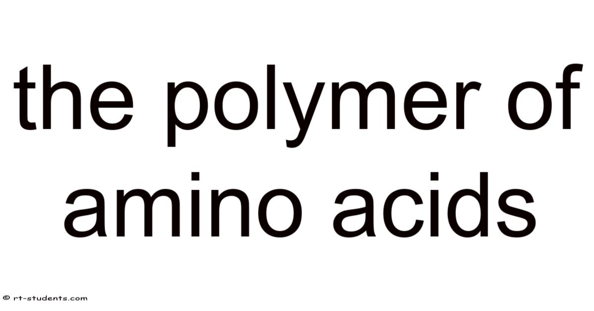 The Polymer Of Amino Acids