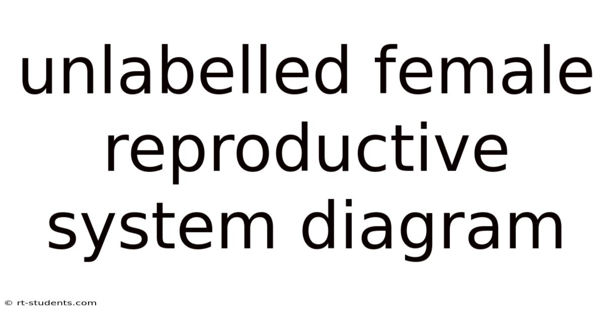 Unlabelled Female Reproductive System Diagram