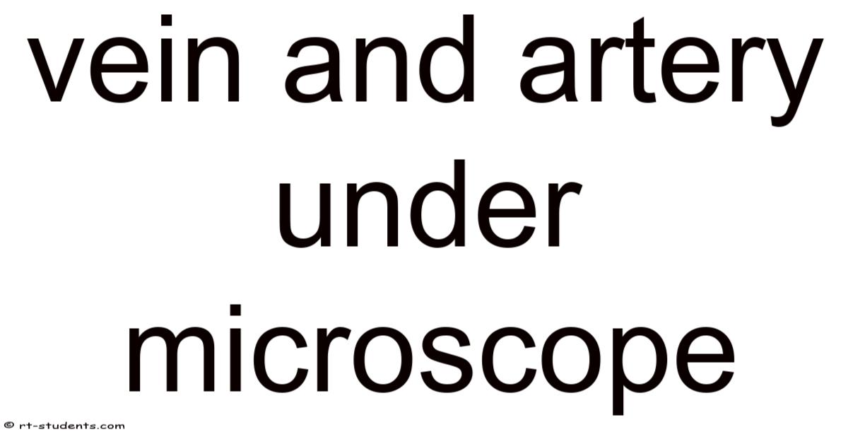 Vein And Artery Under Microscope